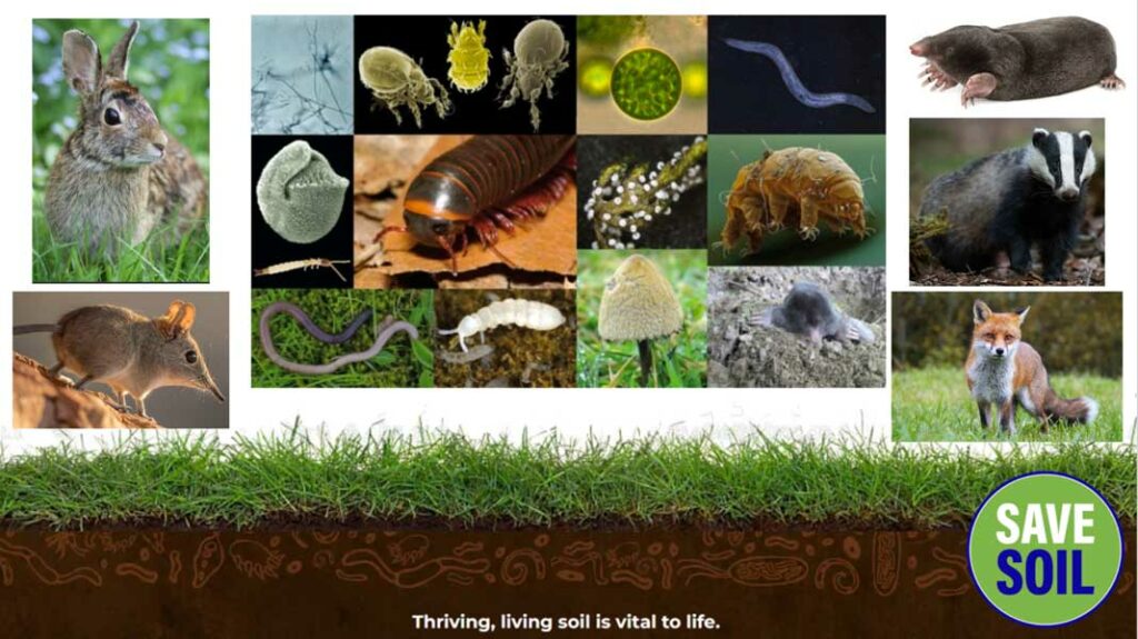 Lesson Resources – Save Soil Exhibition